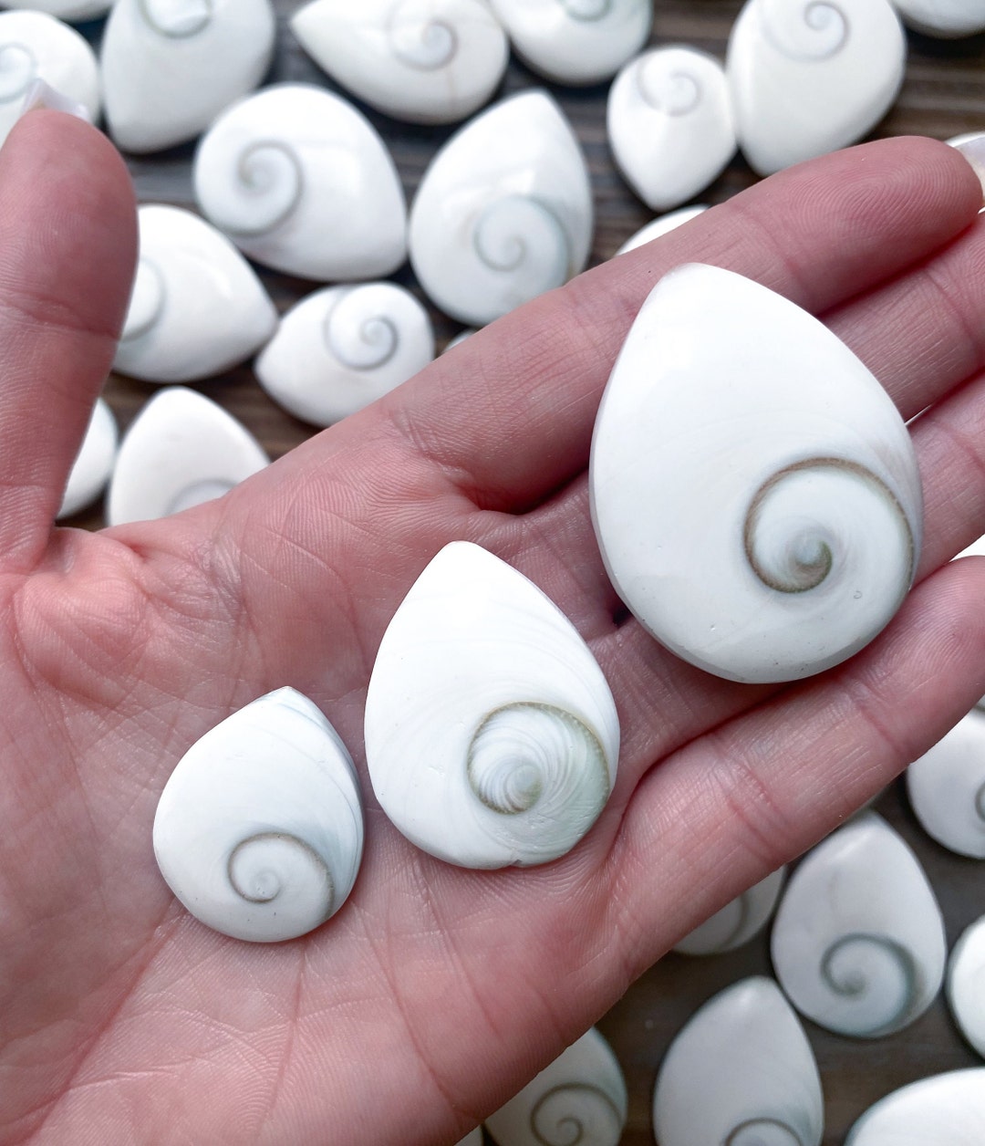 RARE Shiva Eye Shell Tear Drop Shape - Etsy