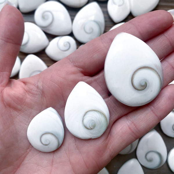 Shiva Eye Shell - Etsy
