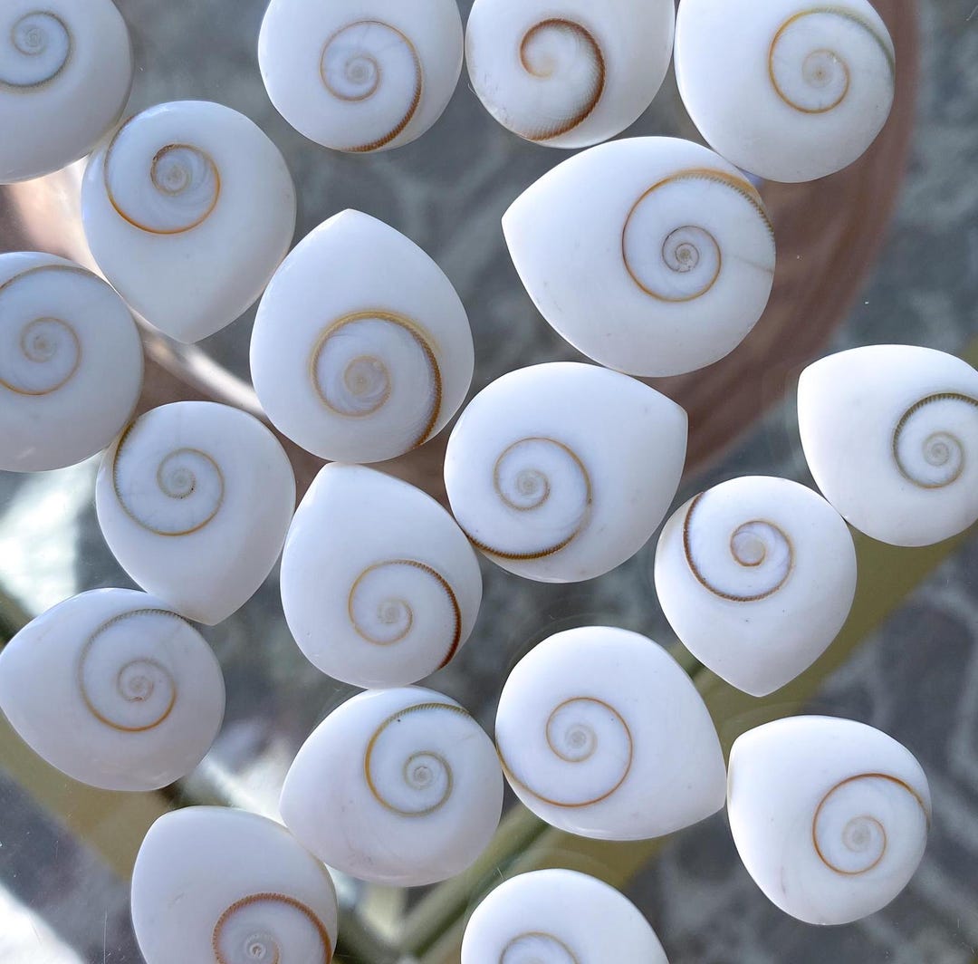 RARE Shiva Eye Shell - Tear Drop Shape - Etsy