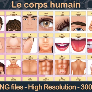 Le Corps Humain | FRENCH Human Body Organs Large Printable Poster for ...