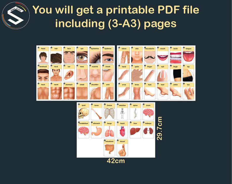 ENGLISH Human Body Vocabulary Printable Flashcards Body - Etsy