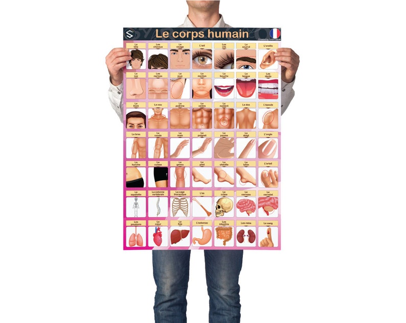 Le Corps Humain | FRENCH Human Body Organs Large Printable Poster for ...