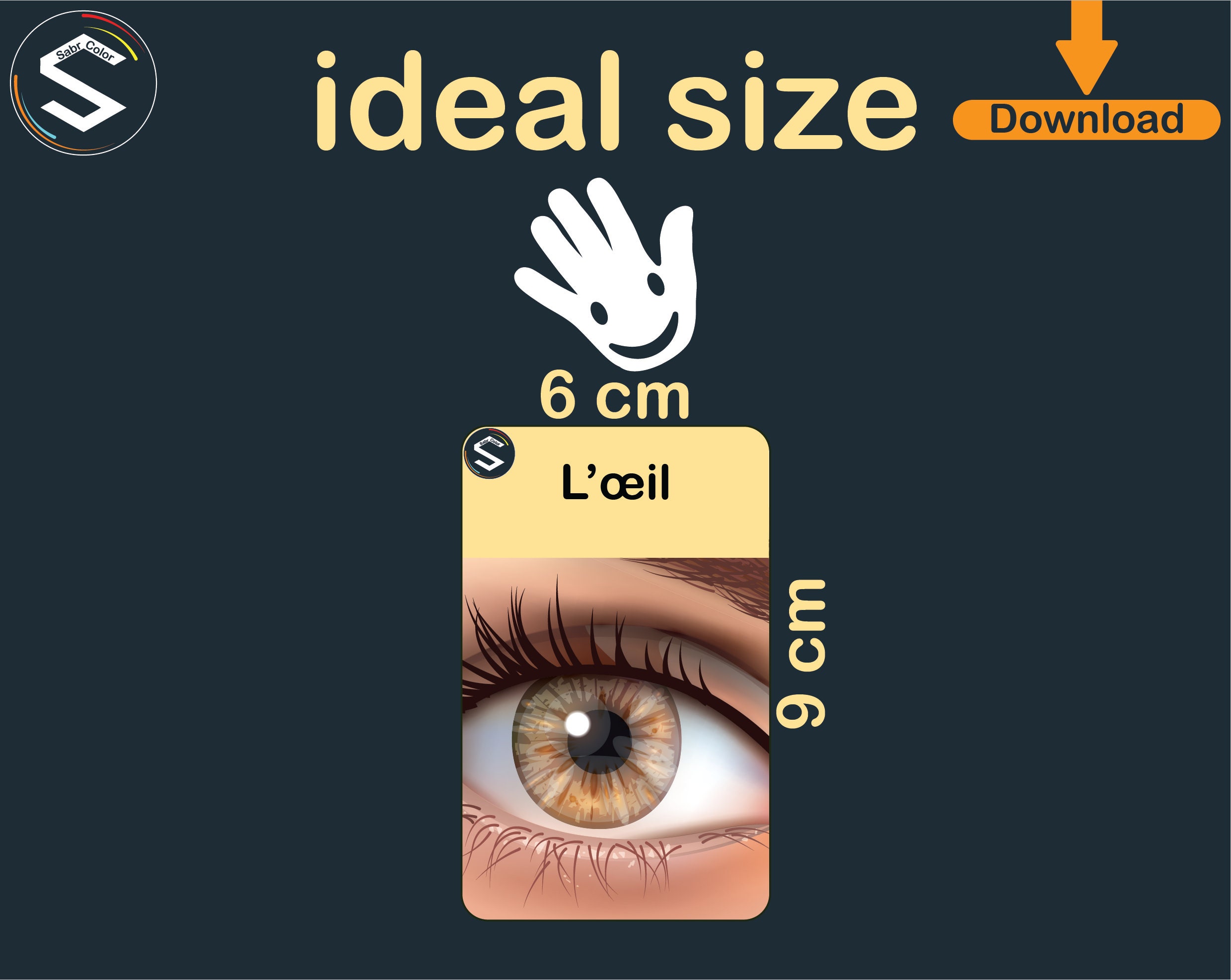 French Body Parts Flashcards: Le Corps Humain Vocabulary (digital PDF ...
