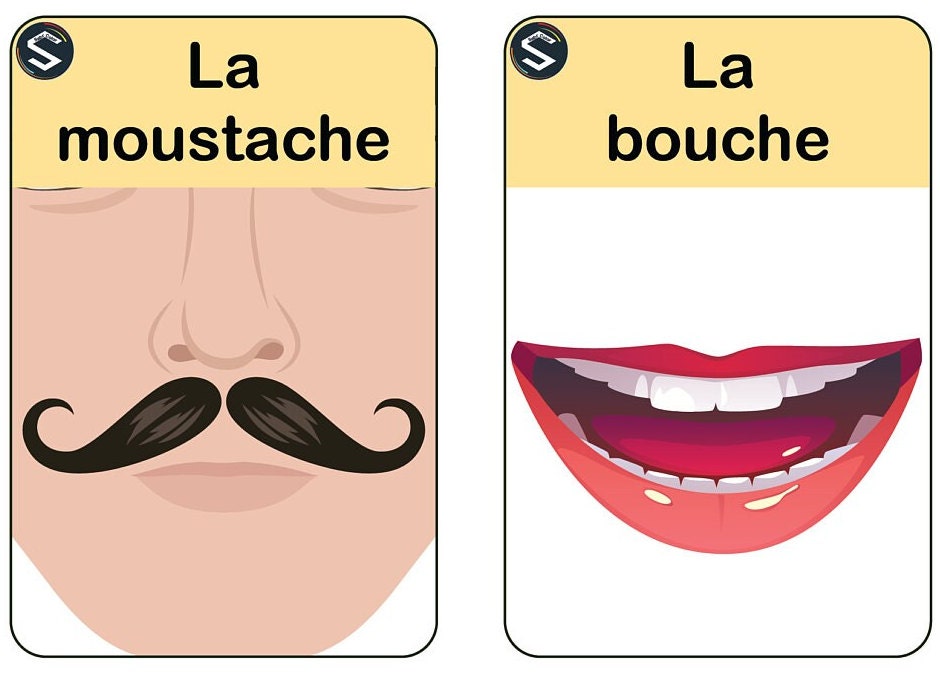 FRENCH Human Body and Anatomy Vocabulary Montessori Flashcards | Le ...
