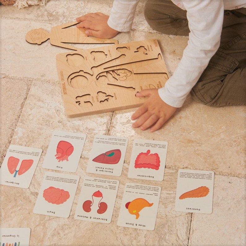 Organs Learning Cards, Montessori Preschool Educational Cards (turkish ...