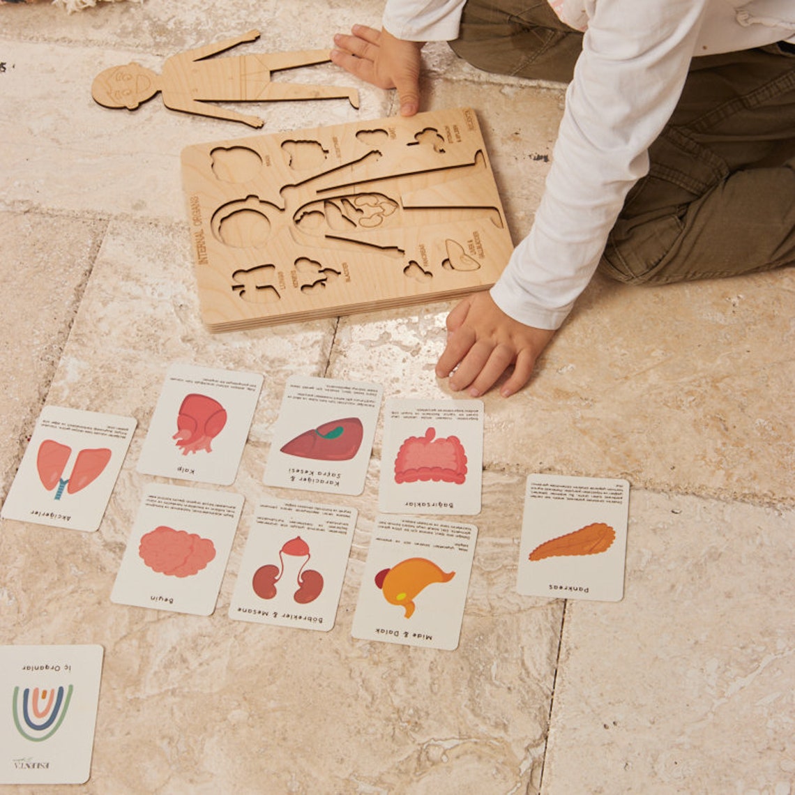 Organs Learning Cards, Montessori Preschool Educational Cards turkish ...