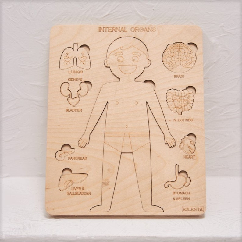 Wooden Puzzle, Learning Human Body, Human Body Puzzle, Anatomy Teacher ...