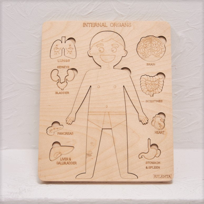 Wooden Puzzle, Learning Human Body, Human Body Puzzle, Anatomy Teacher ...