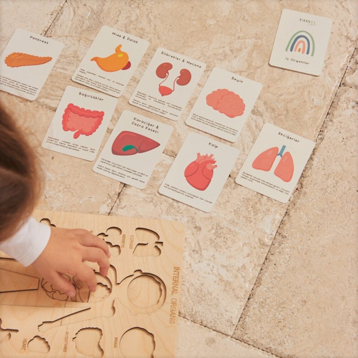 Organs Learning Cards, Montessori Preschool Educational Cards turkish ...
