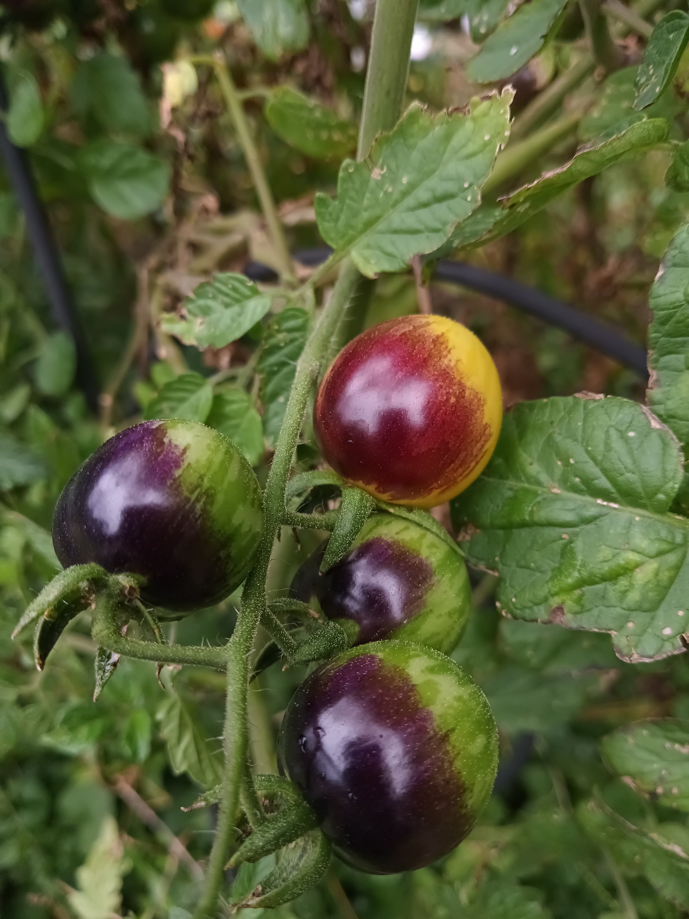 Cosmic Purple Rain Rare Tomato Seeds - Etsy