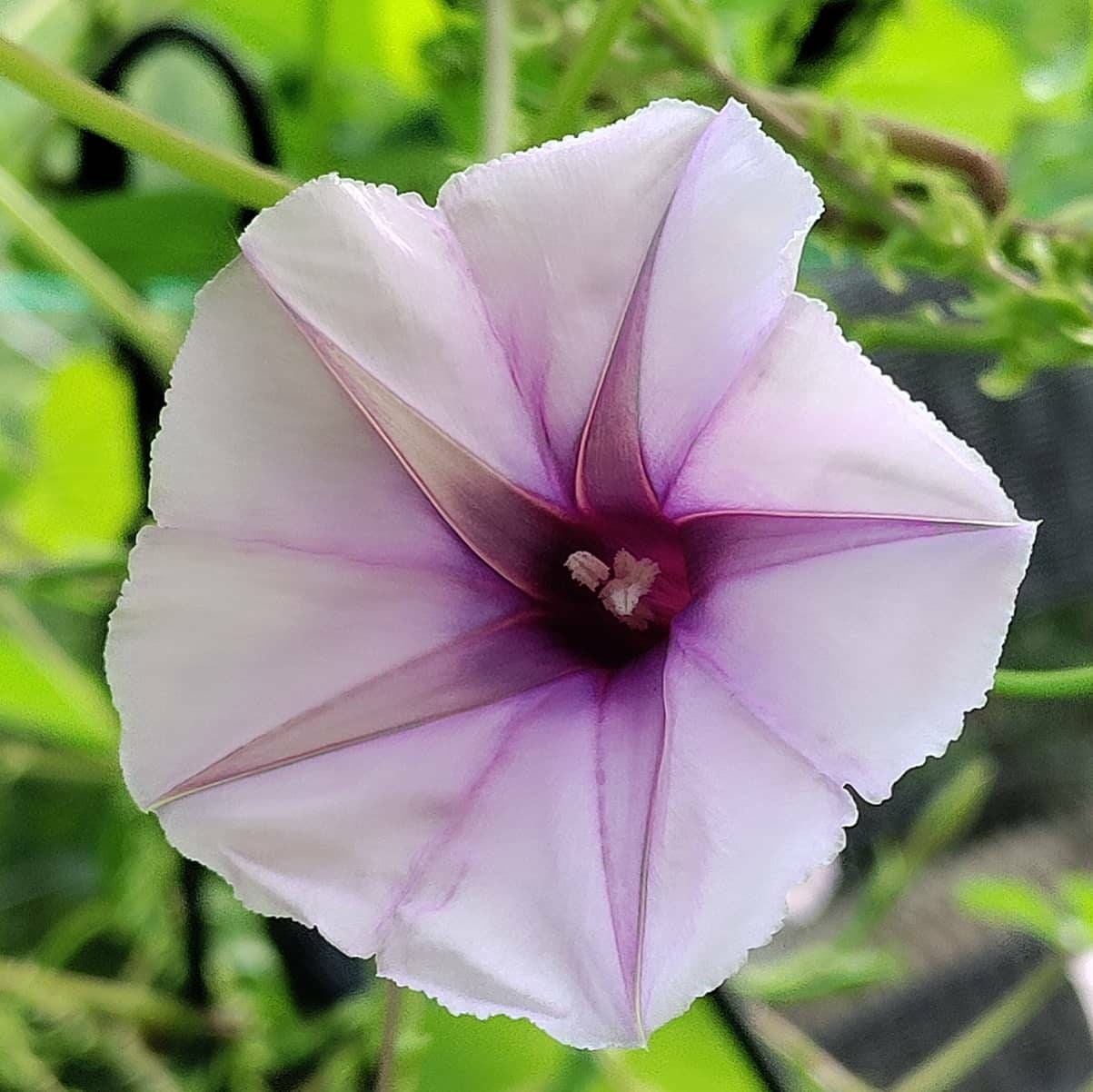 RARE Lavender Moonflower Vine Seeds ! Spiky Vine ! Goth Gardening. 10 ...