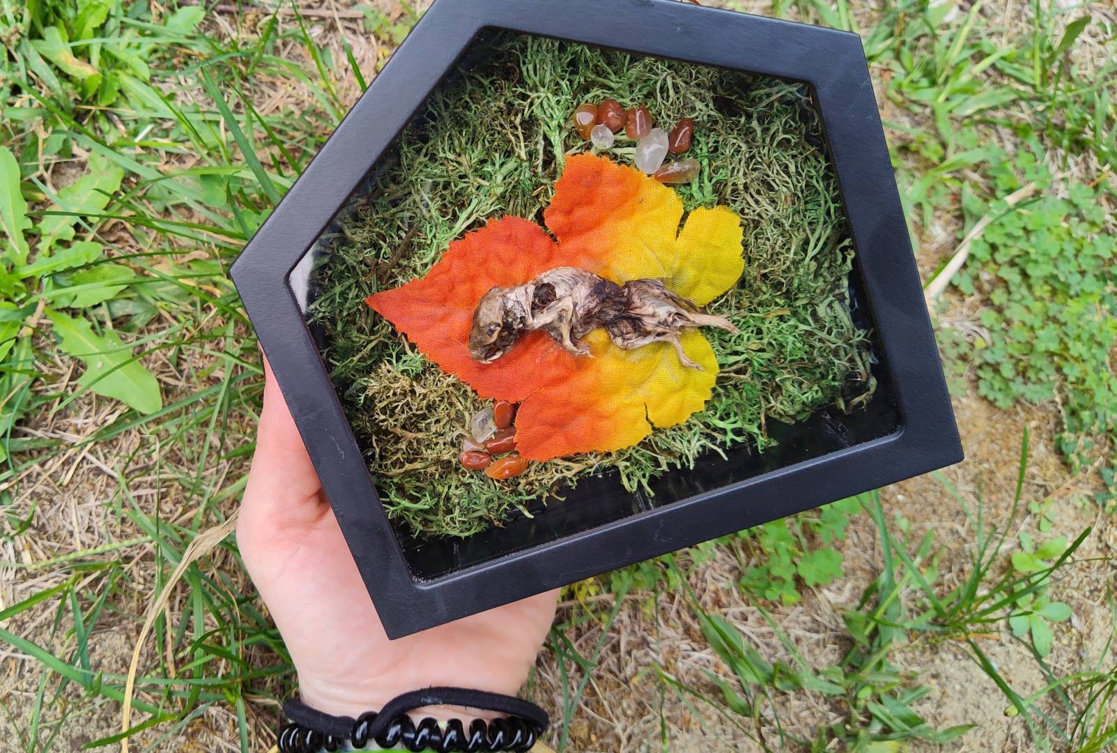 Mummified Mole Rat With Red Rabbit Quartz and Light up Shadow - Etsy