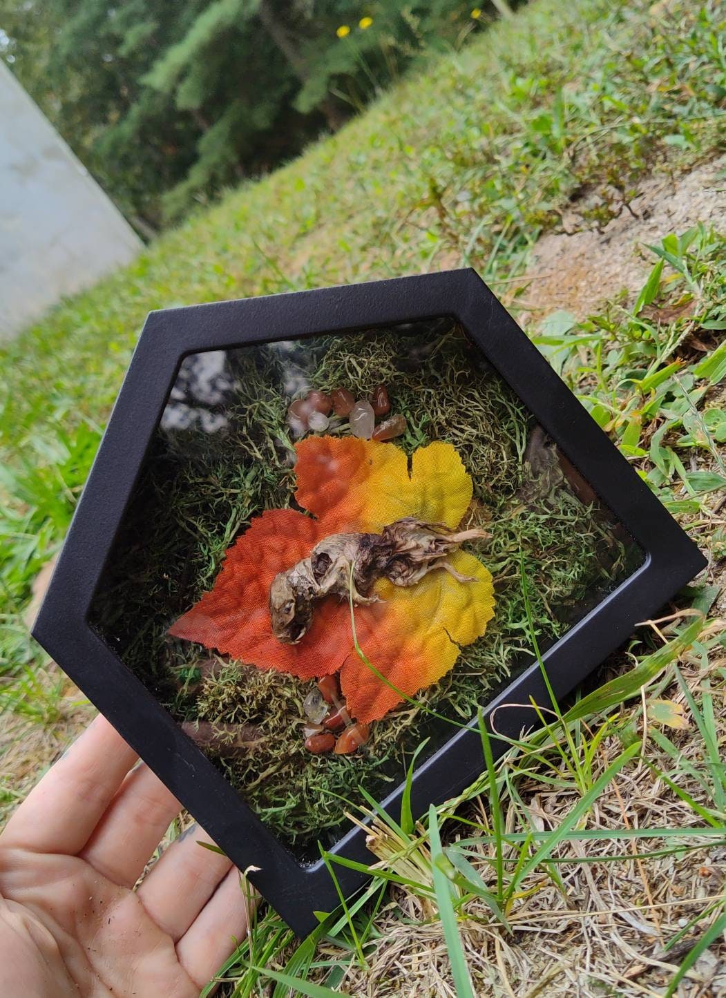 Mummified Mole Rat With Red Rabbit Quartz and Light up Shadow - Etsy