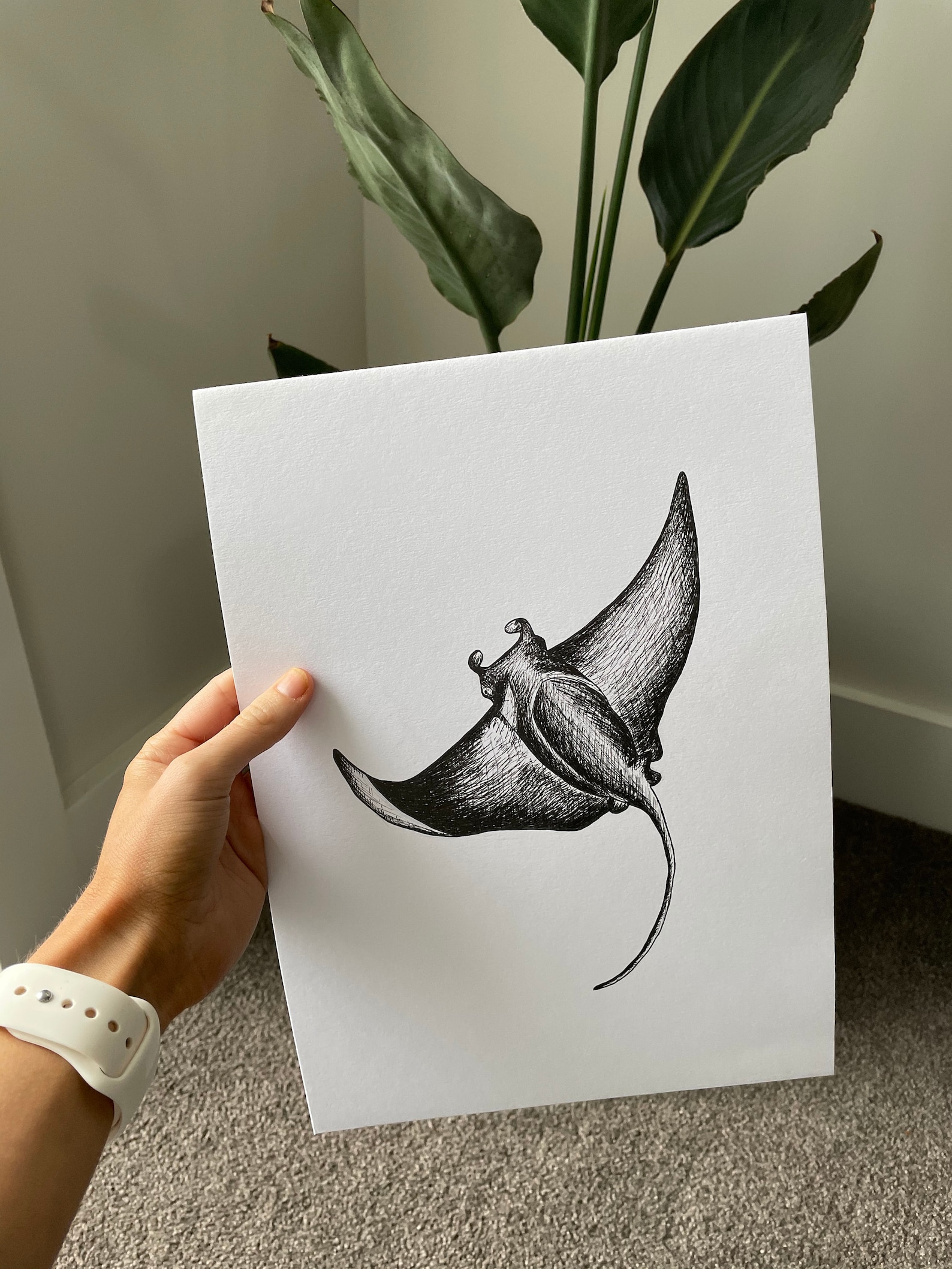 MANTA RAY Fineline Drawing | Etsy