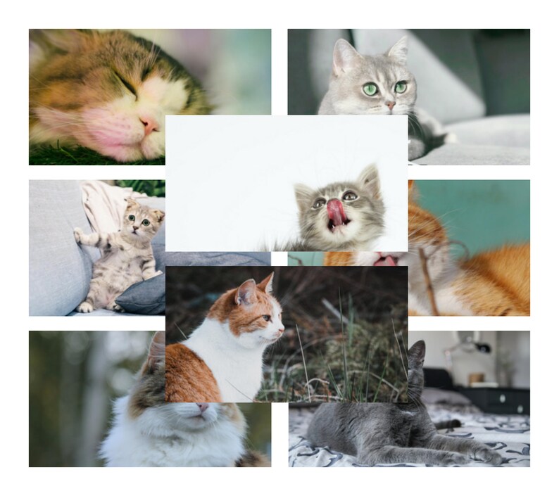 Zoom Background Kitty Cat Collection Student Classroom - Etsy