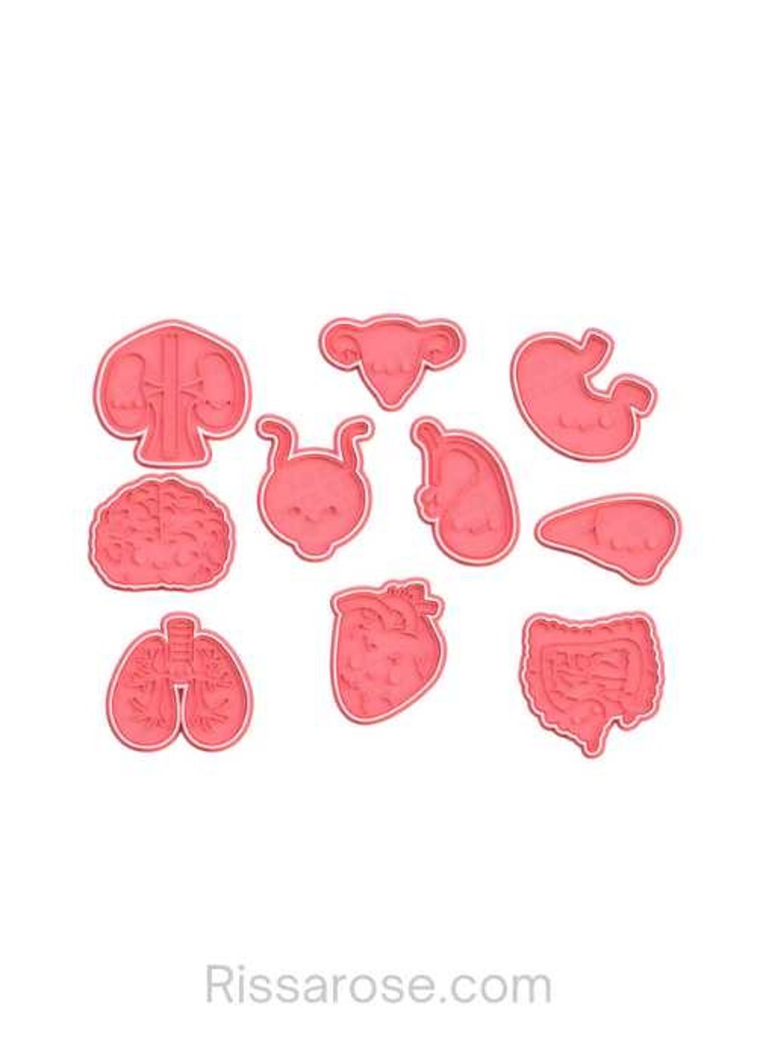 Human Organ Cookie Cutter Stamp Kidney Uterus Stomach Brain Bladder ...