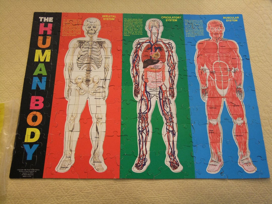 Biology Jigsaw Puzzle, the Human Body, Poster Puzzle, Skeletal ...