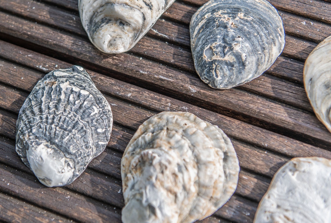 8 x large oyster trays cleaned oysters Shells Oyster | Etsy