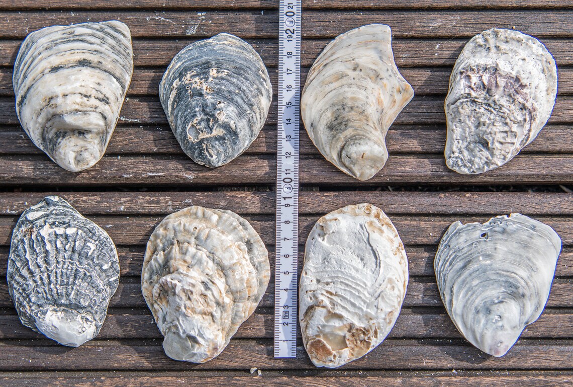 8 x large oyster trays cleaned oysters Shells Oyster | Etsy