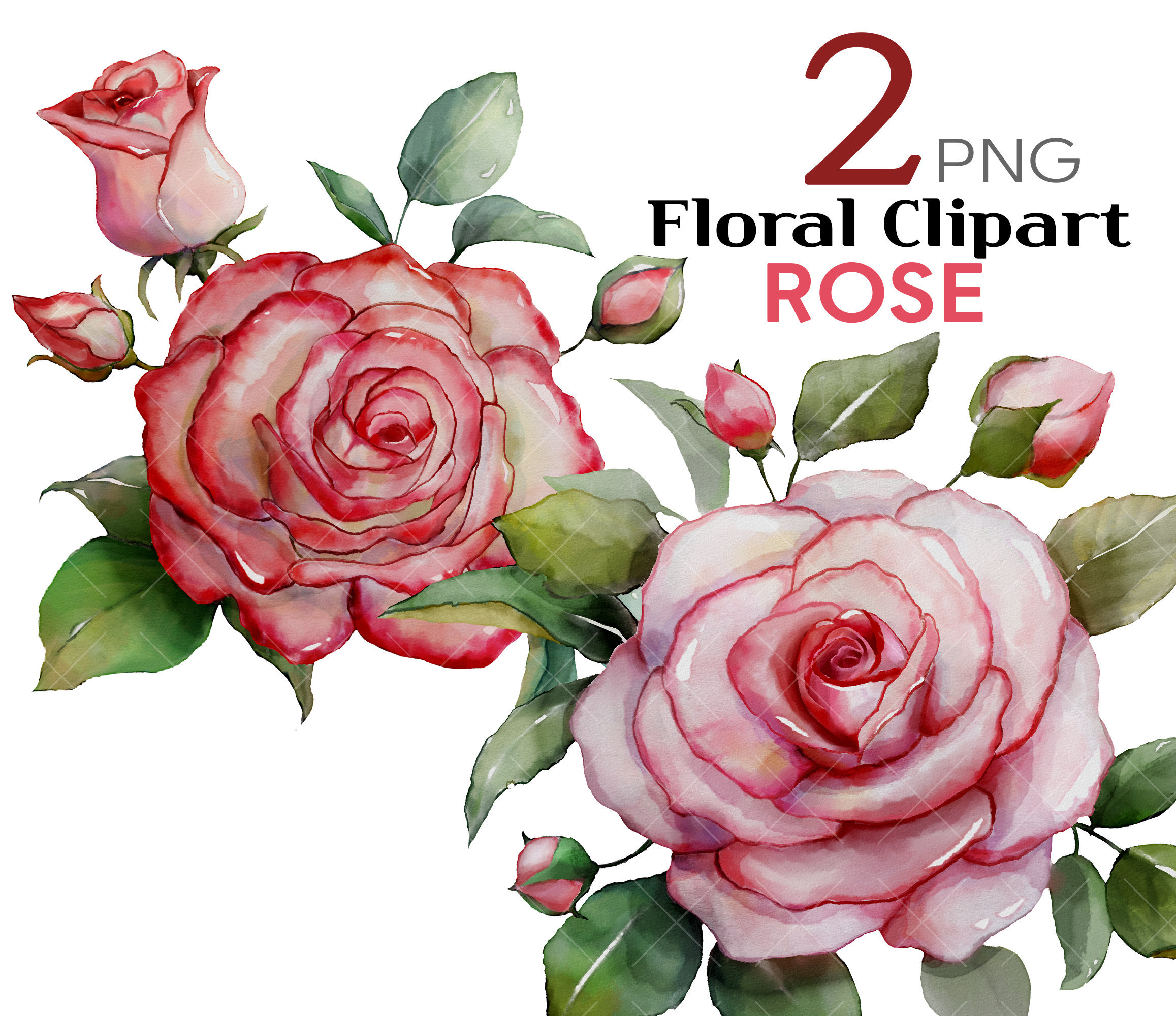 Floral Png Clipart Rose Clip Art Spring Flower Watercolor - Etsy