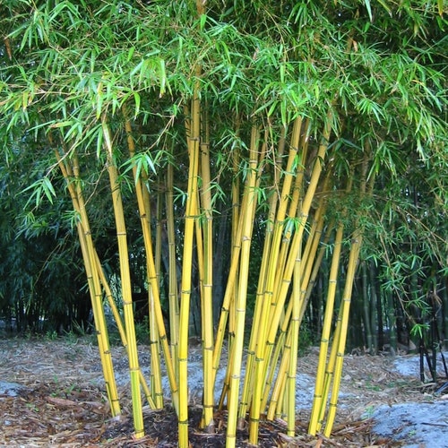 Asian Lemon Yellow Bamboo Clumping Variety NON-INVASIVE - Etsy