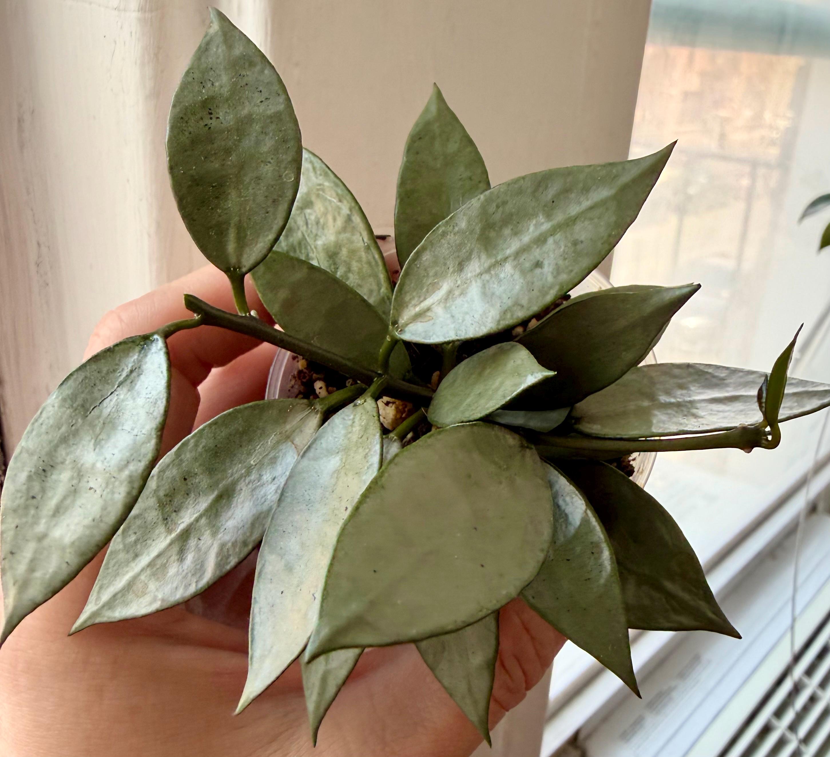 Hoya Lacunosa Dark Form Rare Dark Leaf Hoya Fragrant Blooming Wax Plant ...