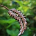 Corn Ear in Rust Patina - Corn Ear Sculpture - Corn Ear Garden Ornament ...