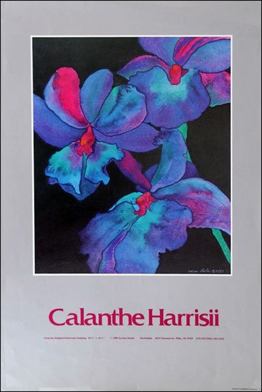 Vintage(neues) Poster- Calanthe Harrisii, von Sara Steele//Syracuse ...