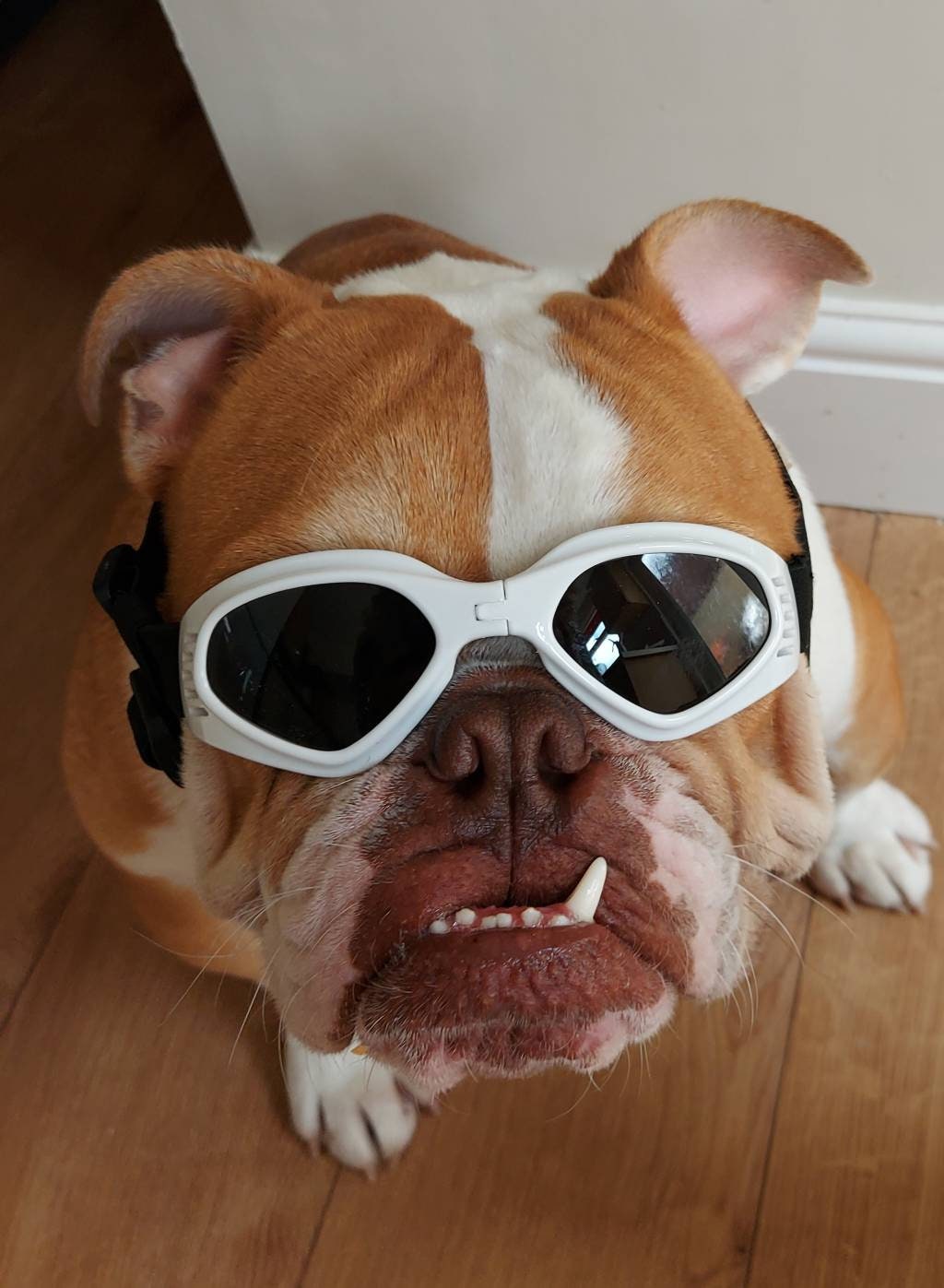 English Bulldog Goggles