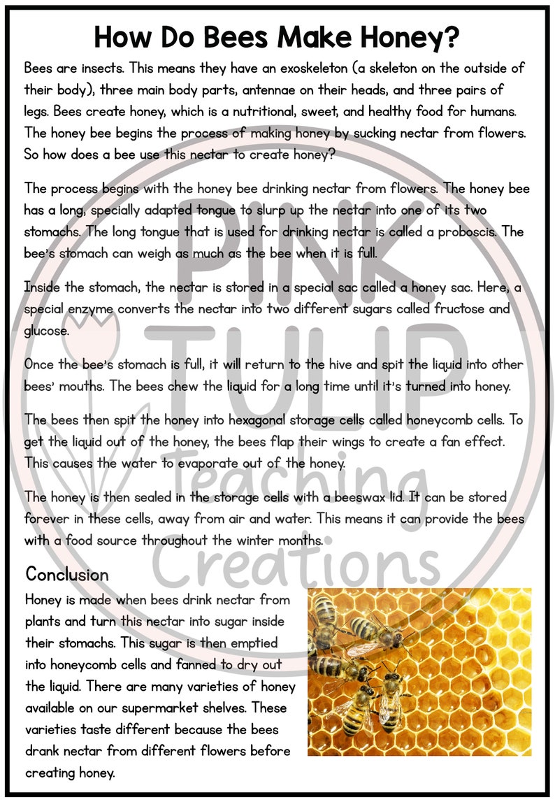 Explanation Text How Do Bees Make Honey - Etsy