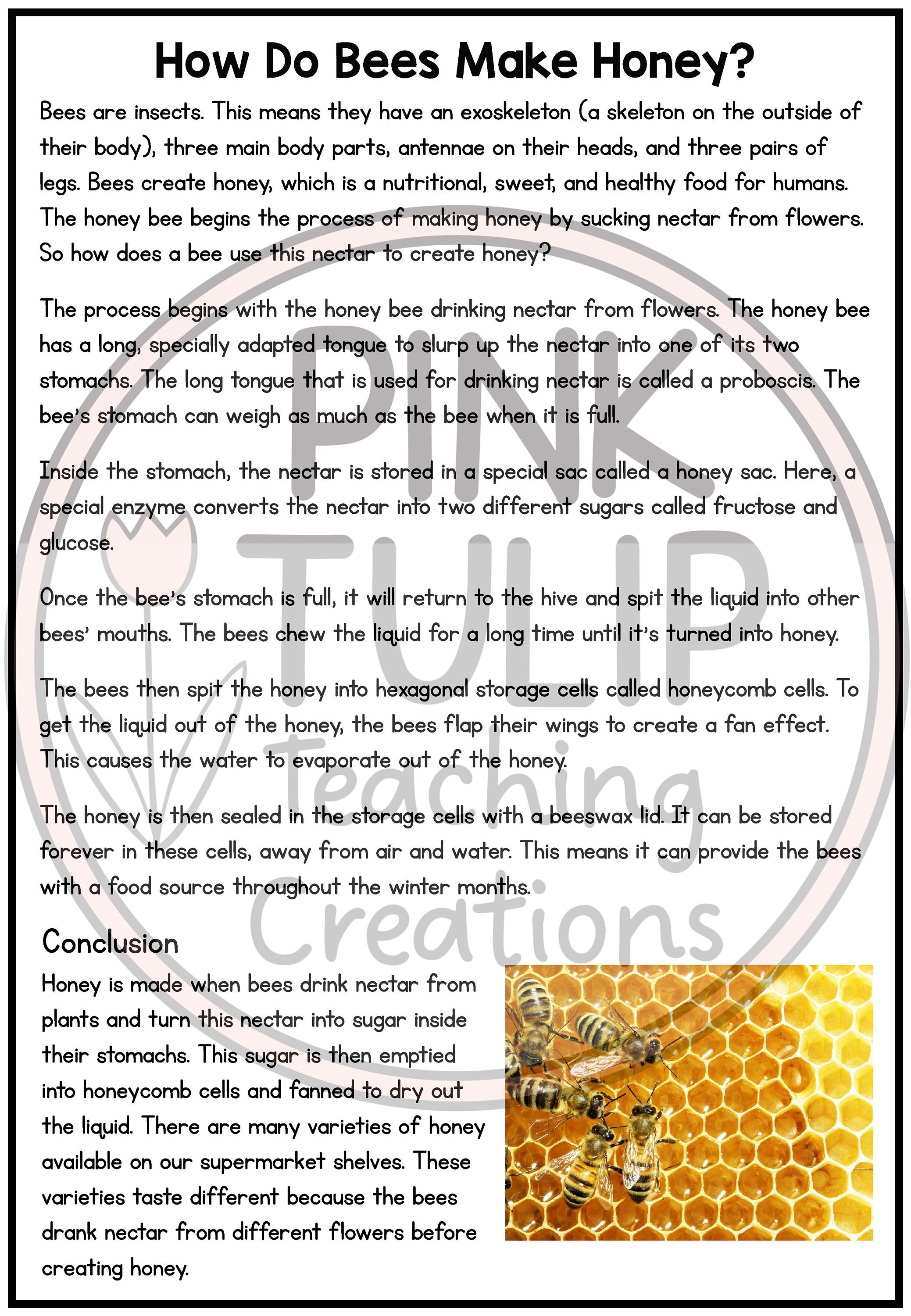 Explanation Text - How Do Bees Make Honey? - Etsy