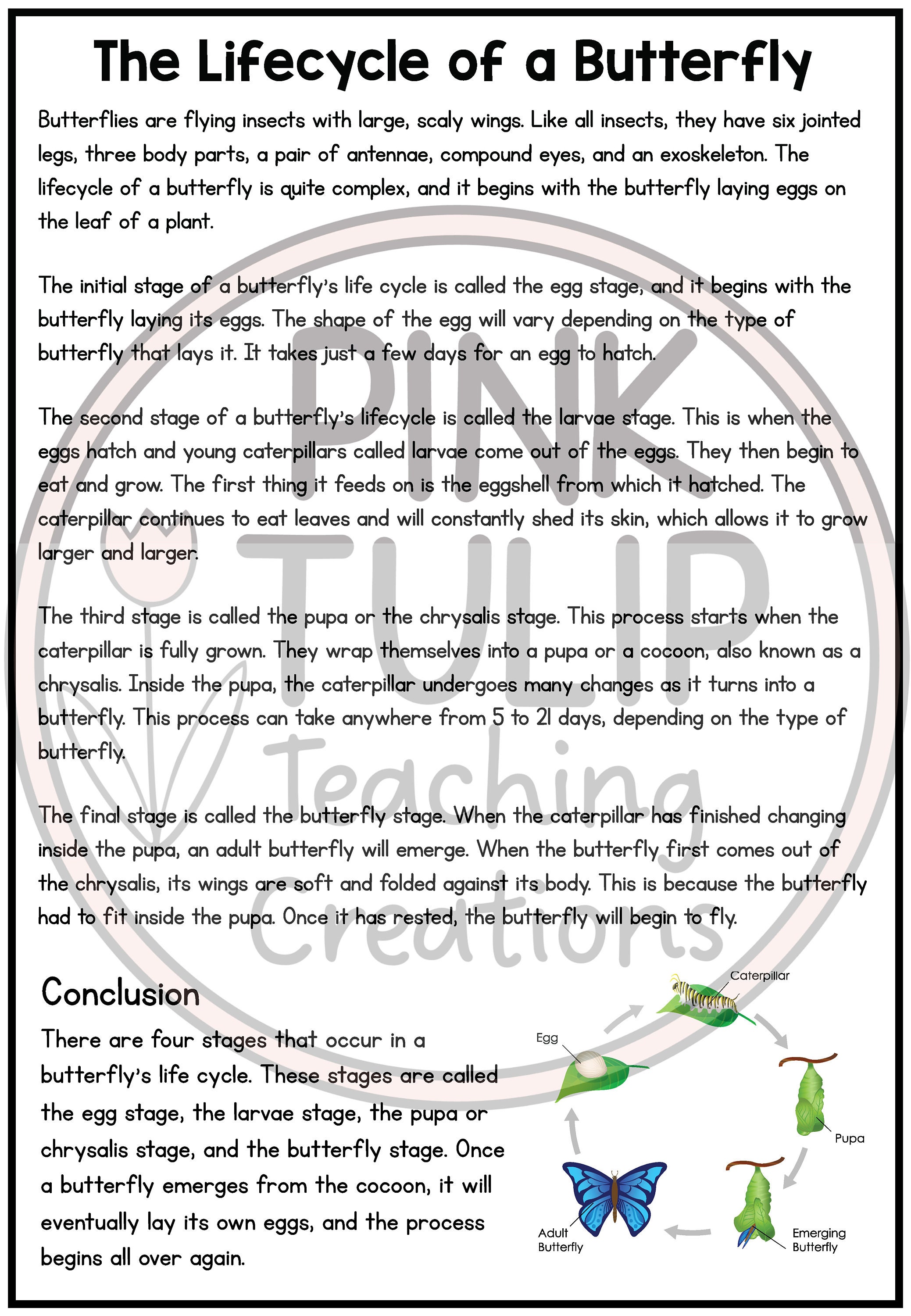 Explanation Text - the Lifecycle of a Butterfly - Etsy