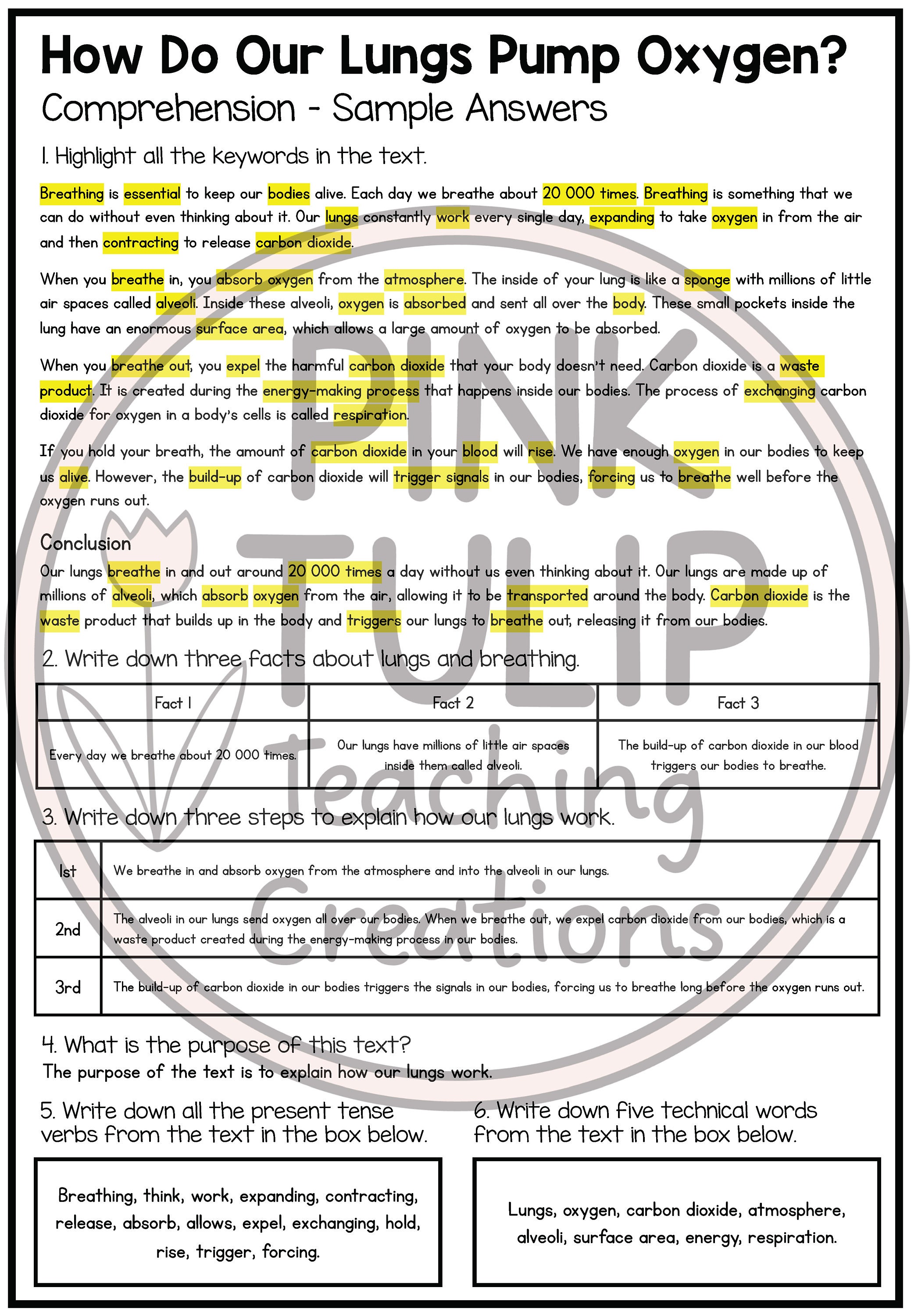 Explanation Text How Do Our Lungs Work - Etsy