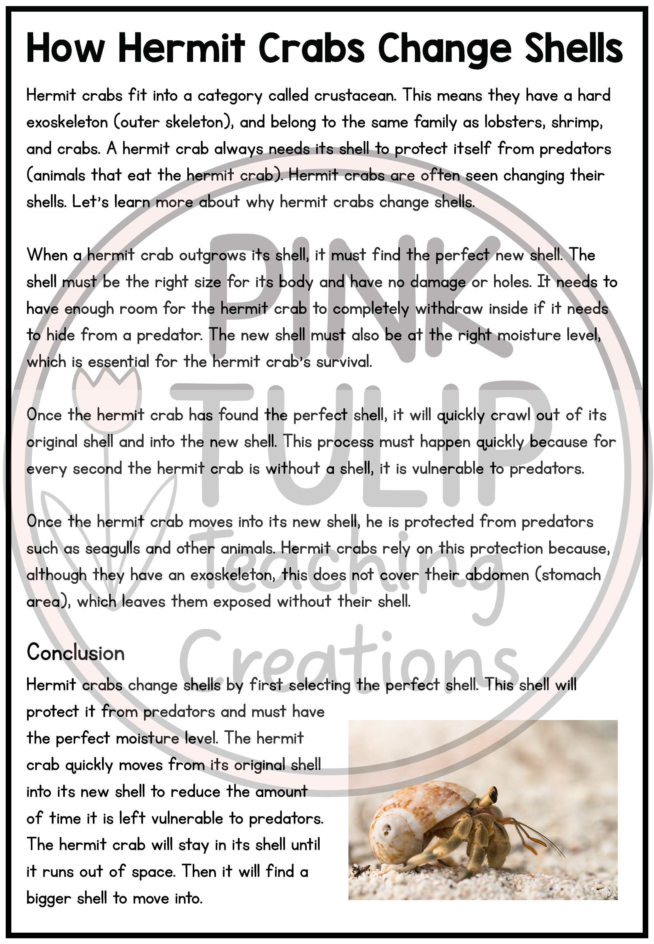 Explanation Text - How Hermit Crabs Change Shells - Etsy