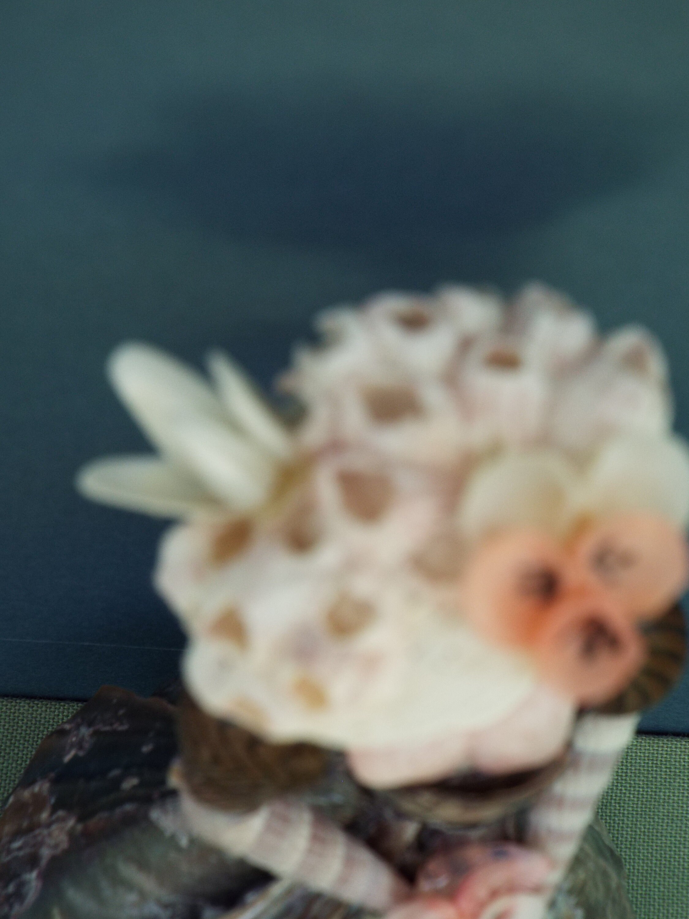 Seashell Ballroom Dancer - Etsy