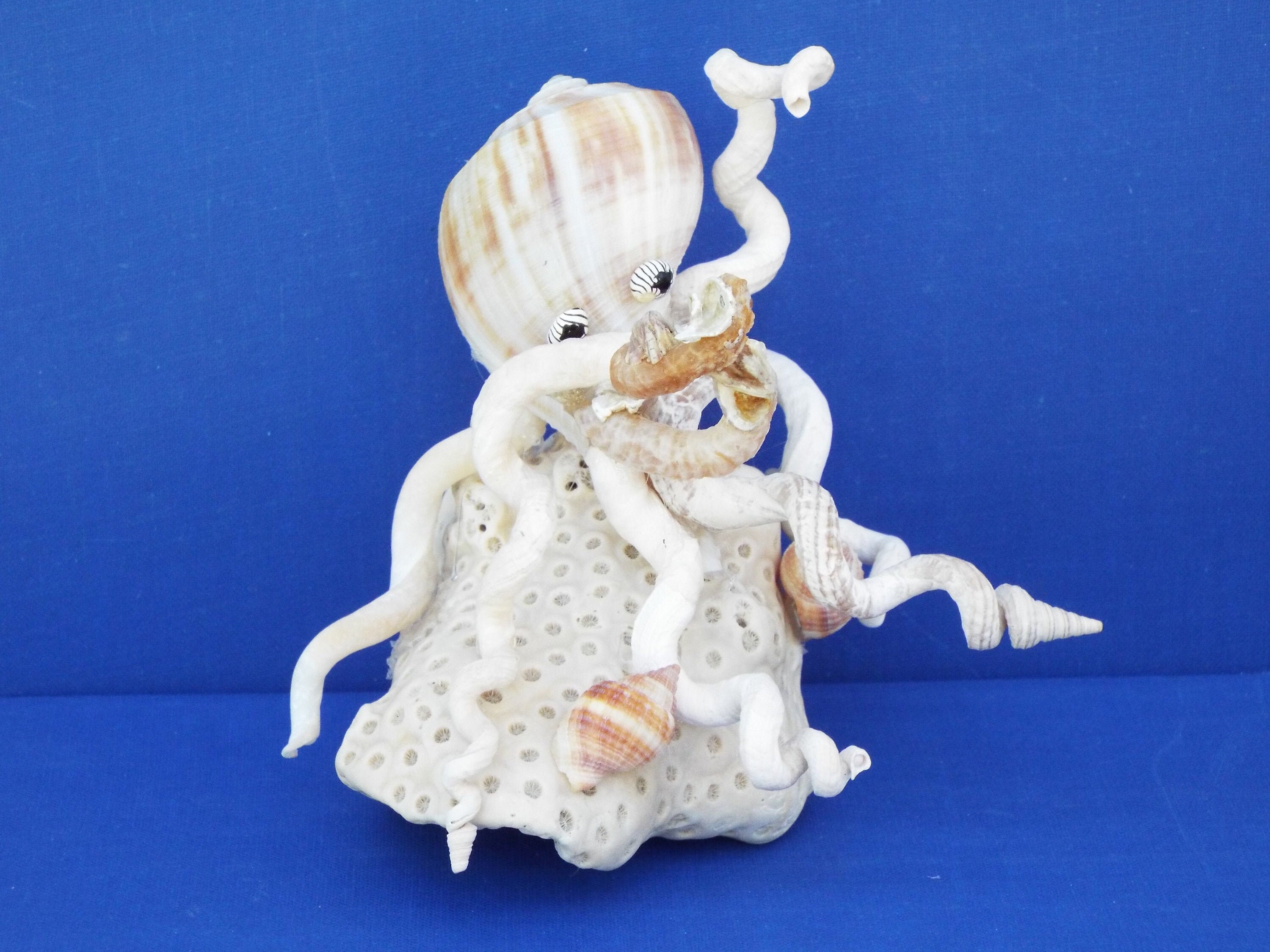 Octopus Seashell Collectible - Etsy