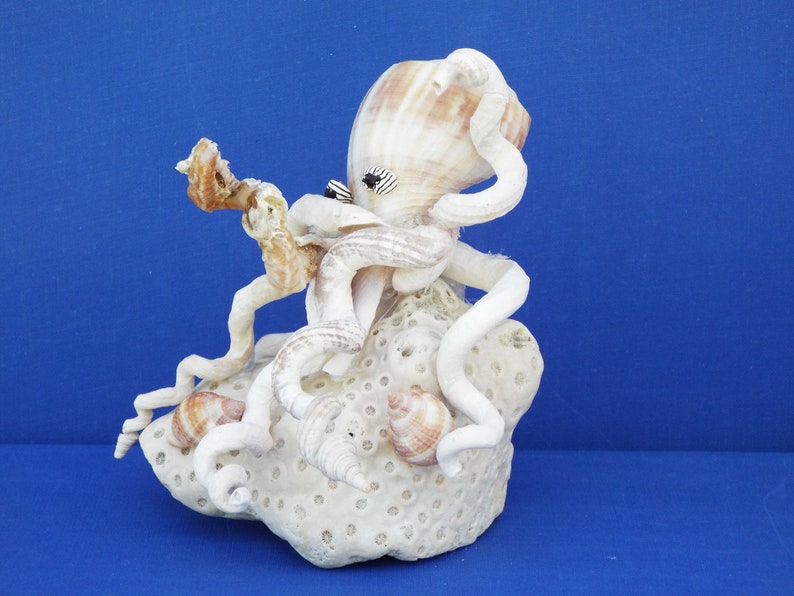 Octopus Seashell Collectible - Etsy