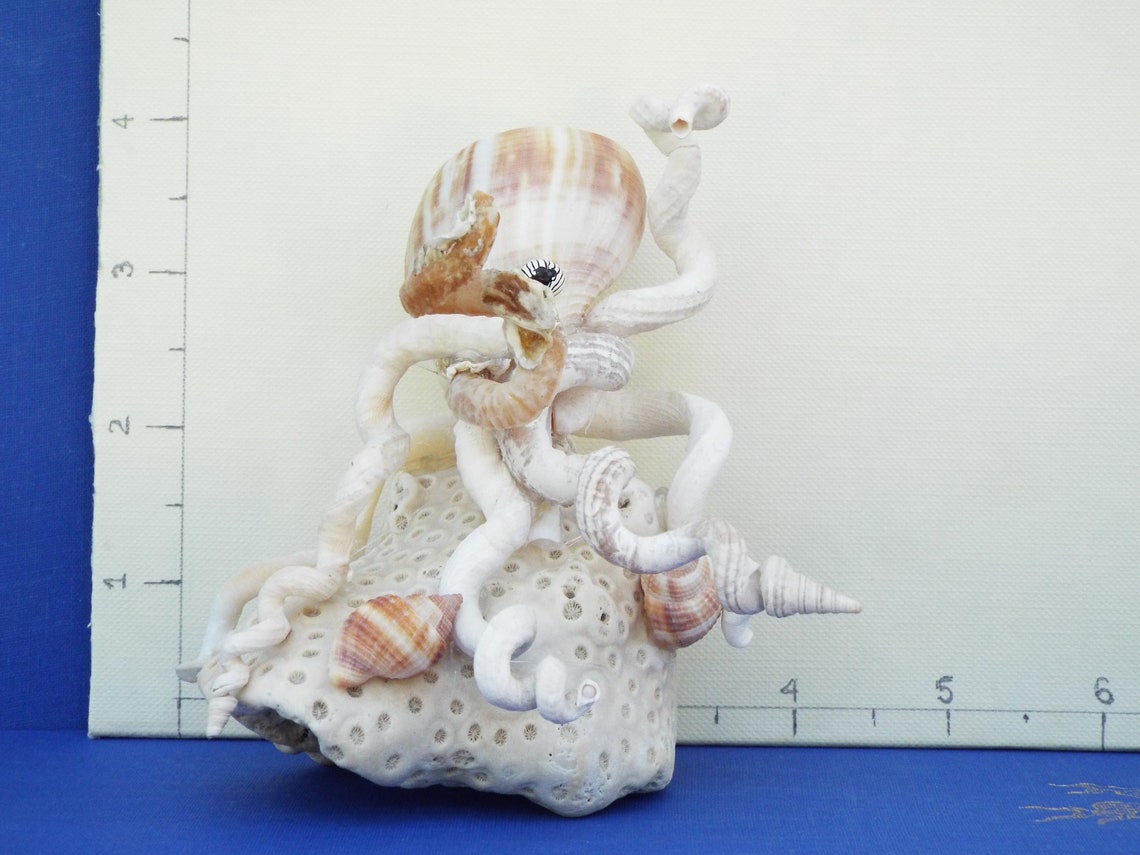 Octopus Seashell Collectible - Etsy