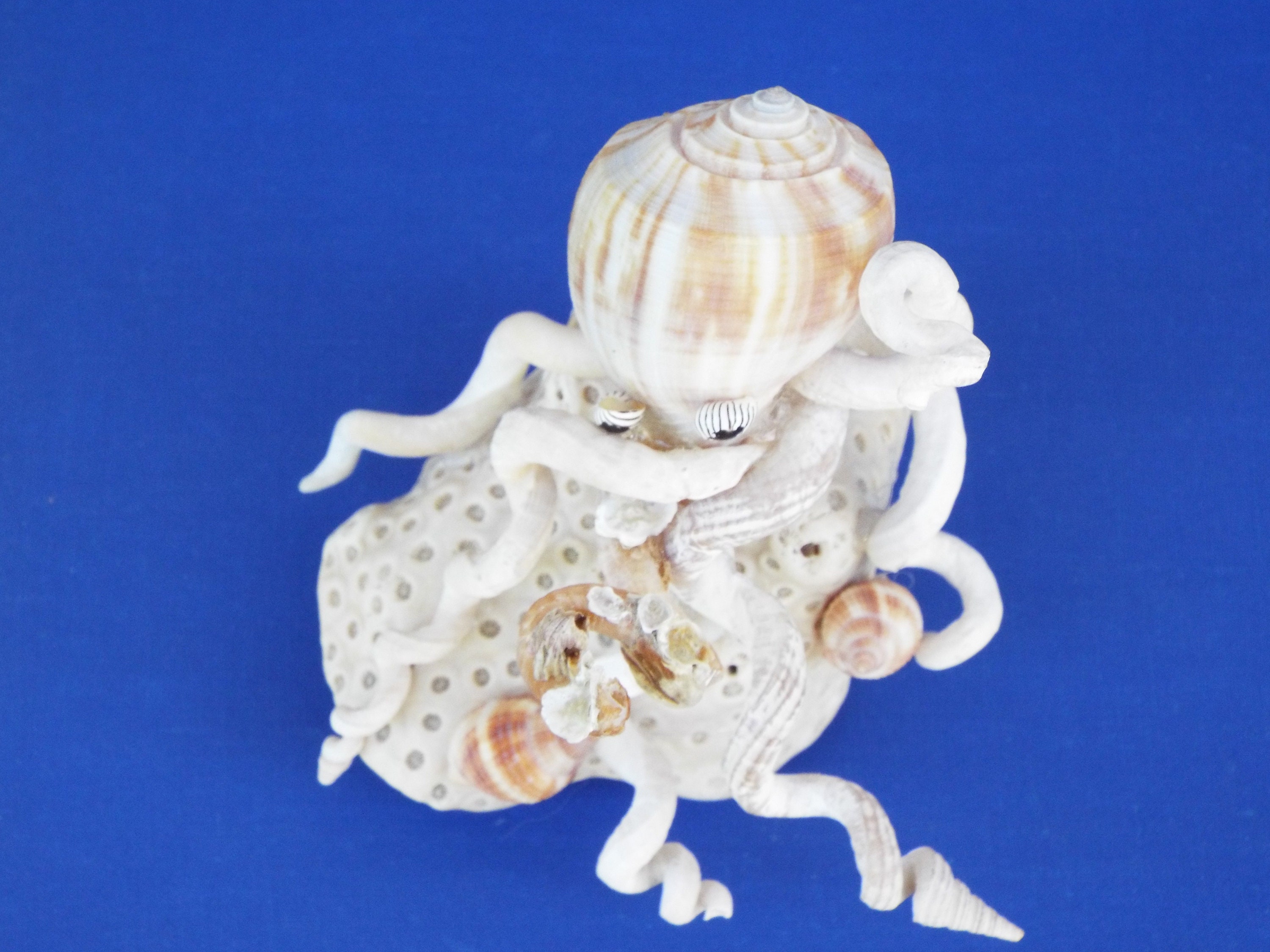 Octopus Seashell Collectible - Etsy