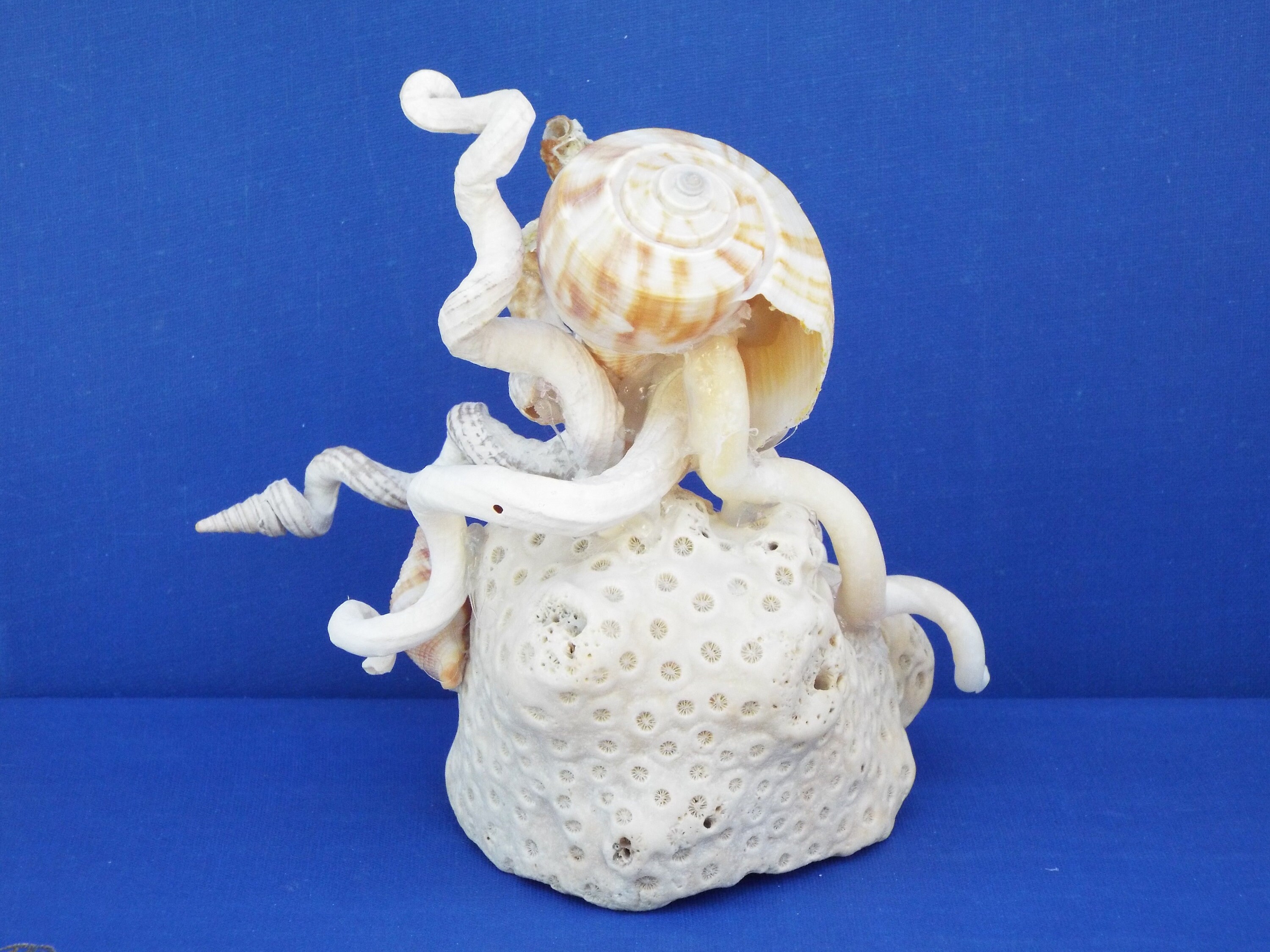 Octopus Seashell Collectible - Etsy
