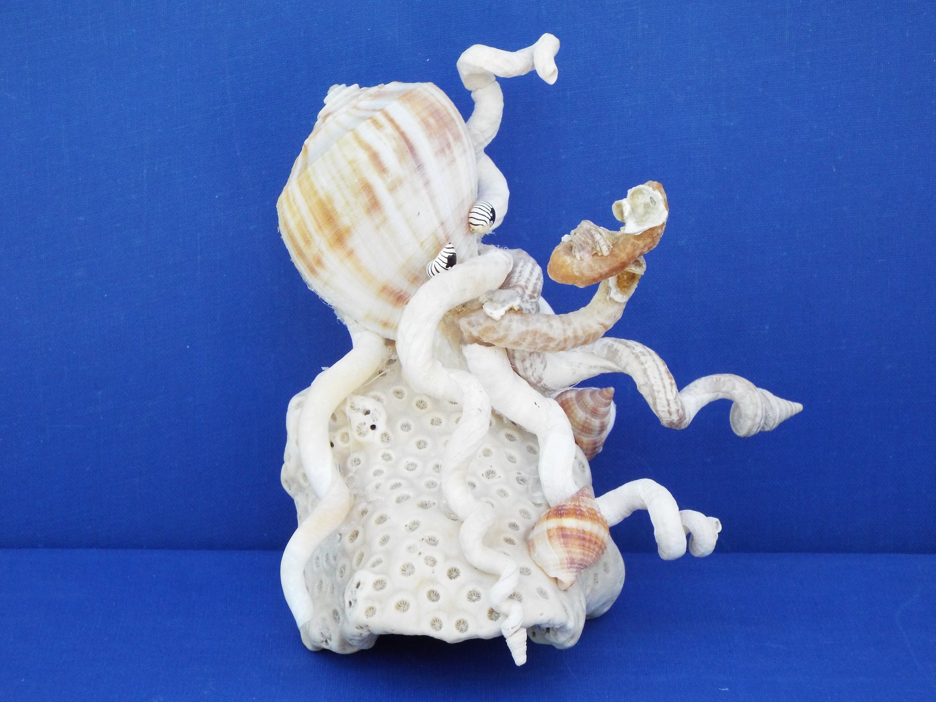 Octopus Seashell Collectible - Etsy