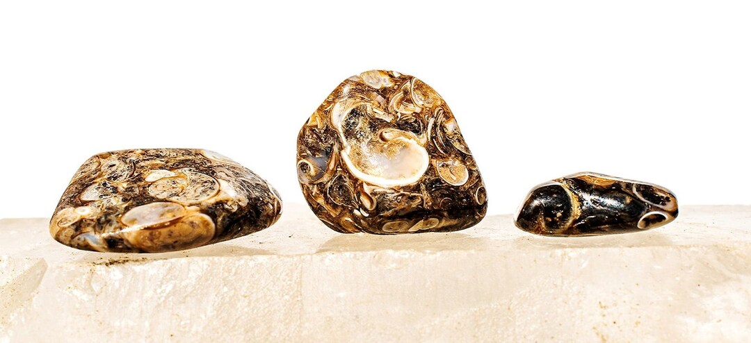 Turritella Agate - Tumbled - Etsy