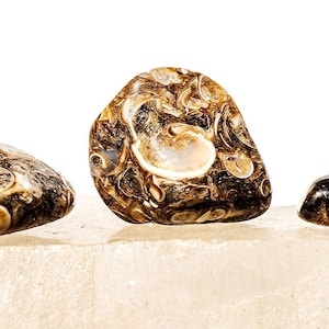 Turritella Agate - Tumbled - Etsy