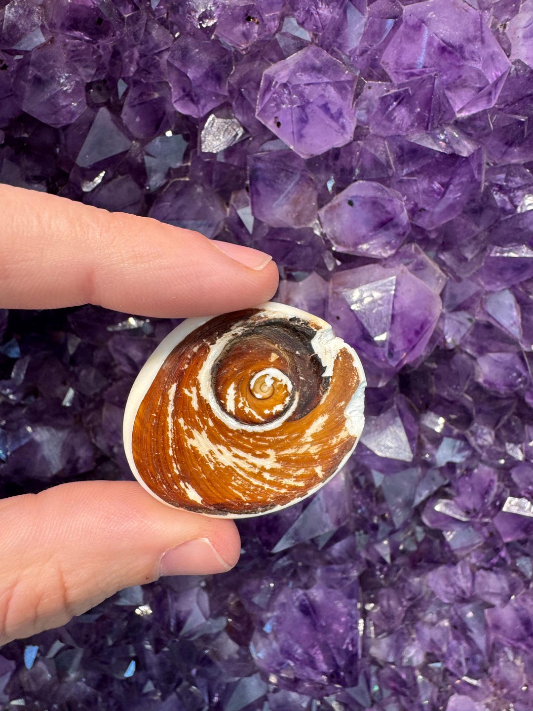 Eye of St Saint Lucia Shells - Large Rough Raw Natural - 1 Stone - Etsy