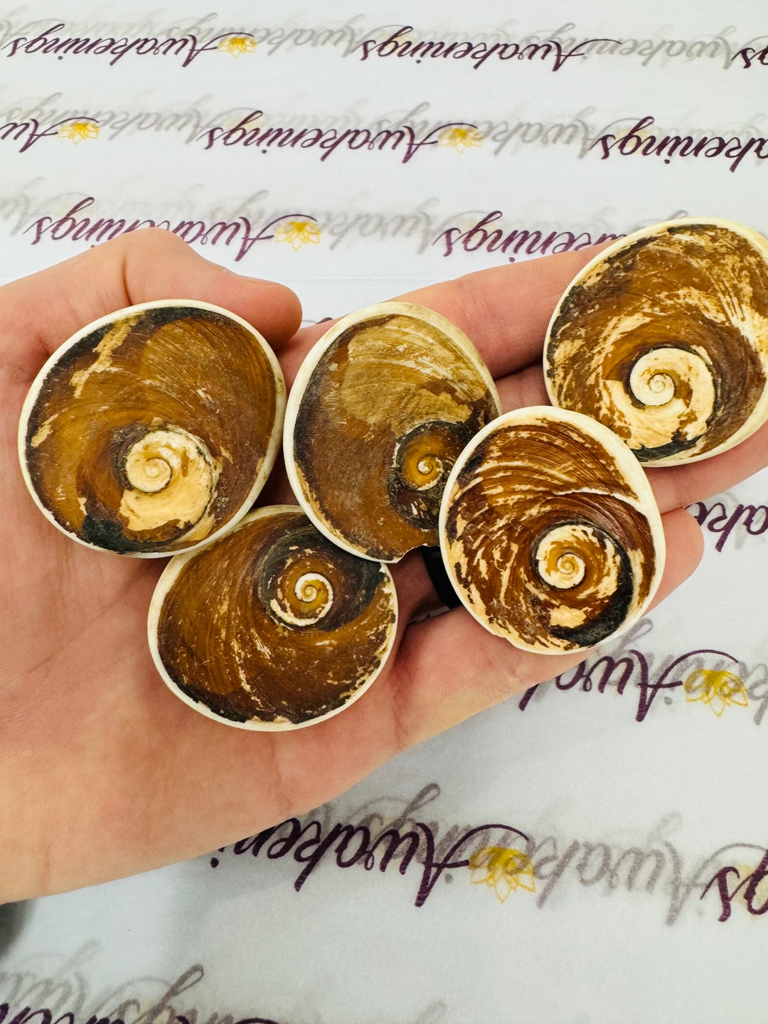 Eye of St. Lucia Shell - Etsy