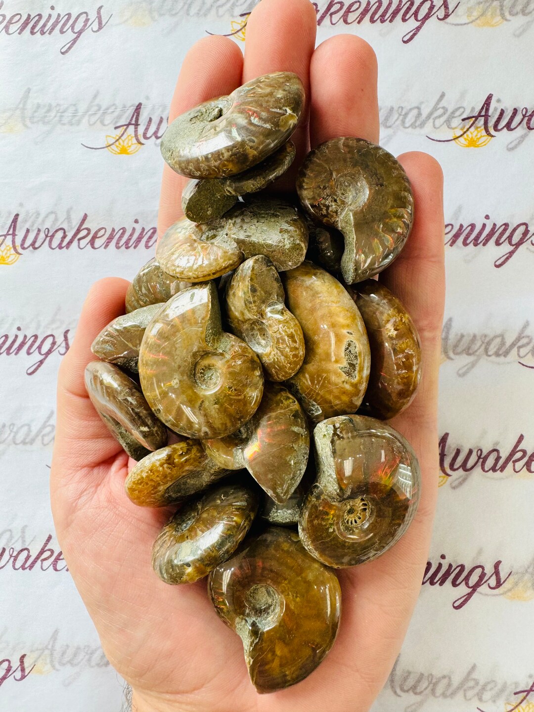 Ammonite Shell-red High Flash Whole Natural Polished Raw Rough 1 Stone ...