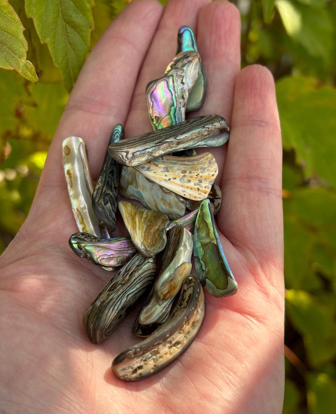 Abalone Shell - Tumbled - 1 Stone - Etsy
