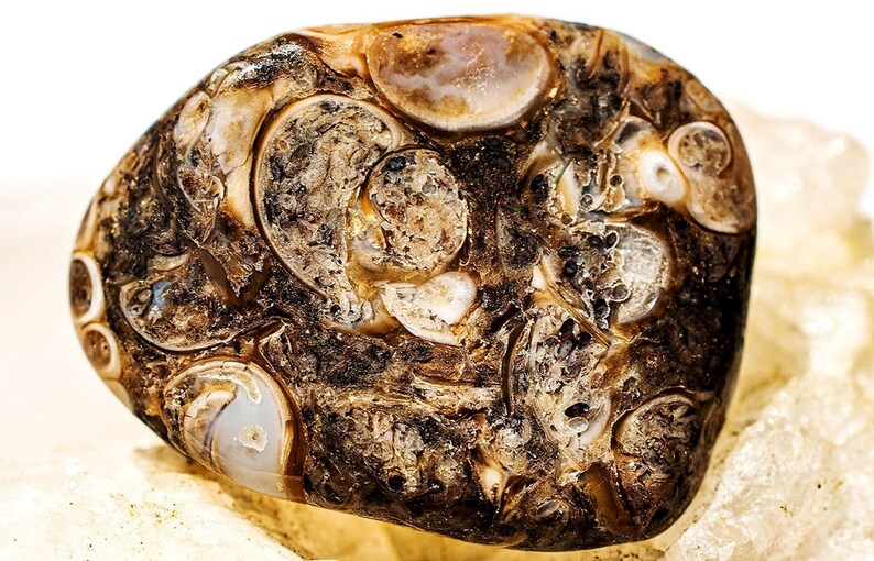 Turritella Agate Tumbled - Etsy