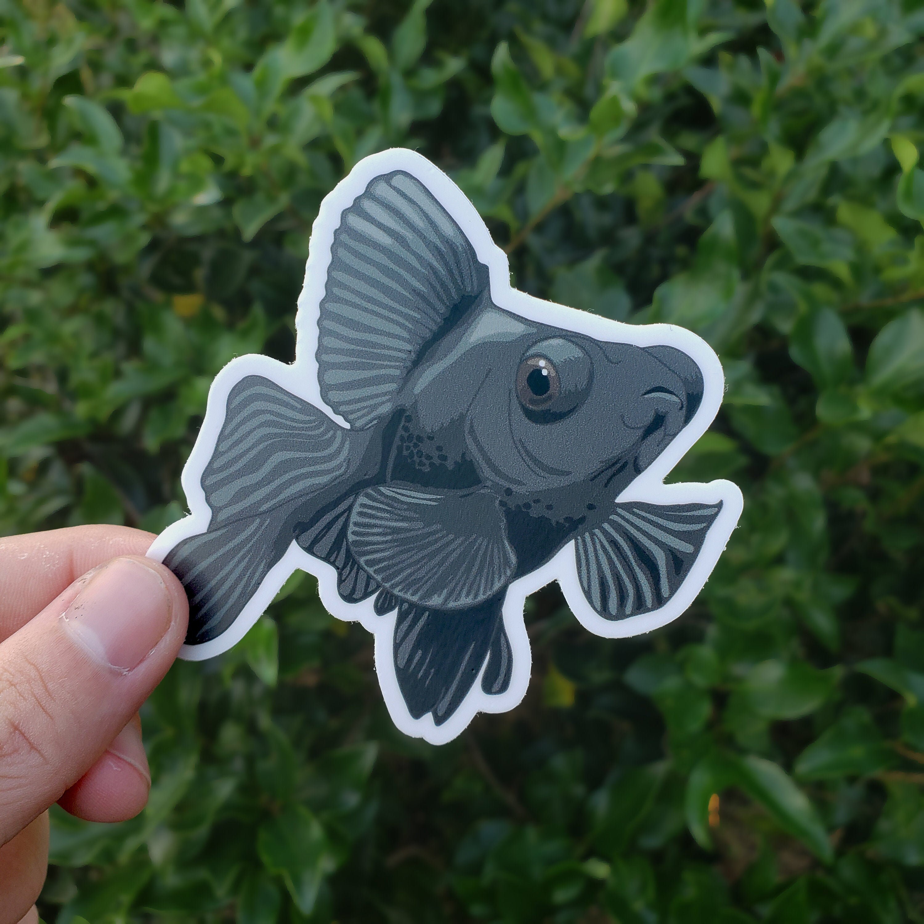Black Moor Sticker | Goldfish - Aquarium - Fish - Fancy - Butterfly ...