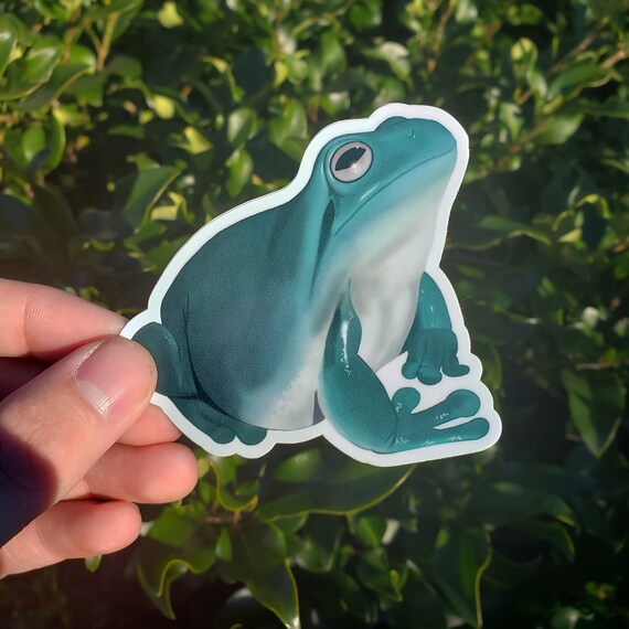 Blue Dumpy Tree Frog